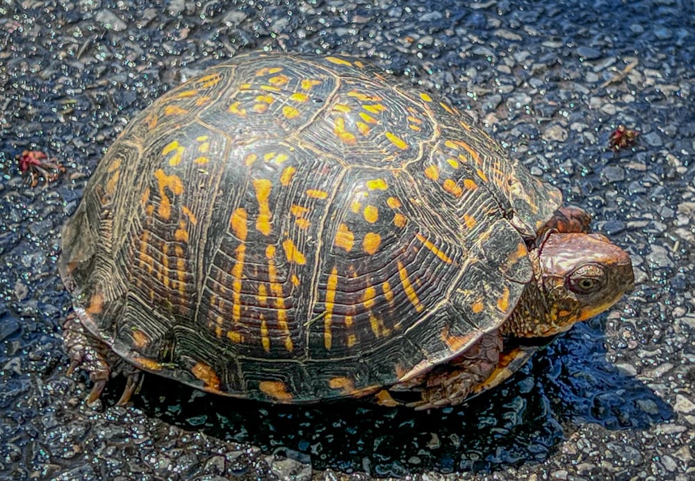 Eastern Box Turtle