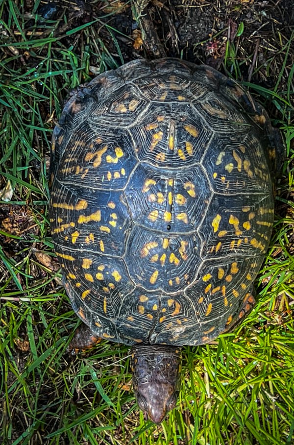 Eastern Box Turtle